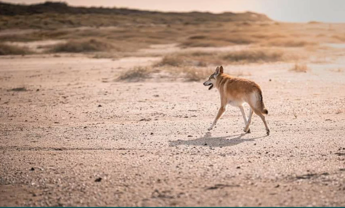 Embark explained – step by step - European Wolfdogs and Wolfalikes