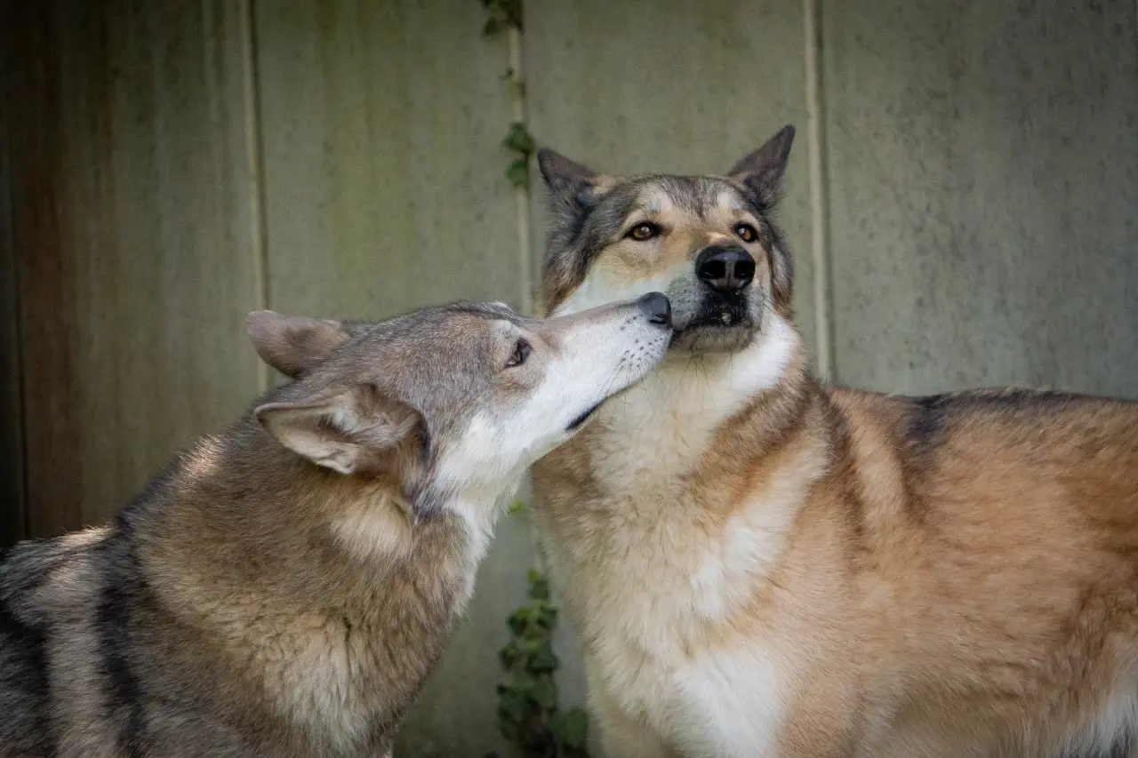 The EWA Embark matrix - European Wolfdogs and Wolfalikes